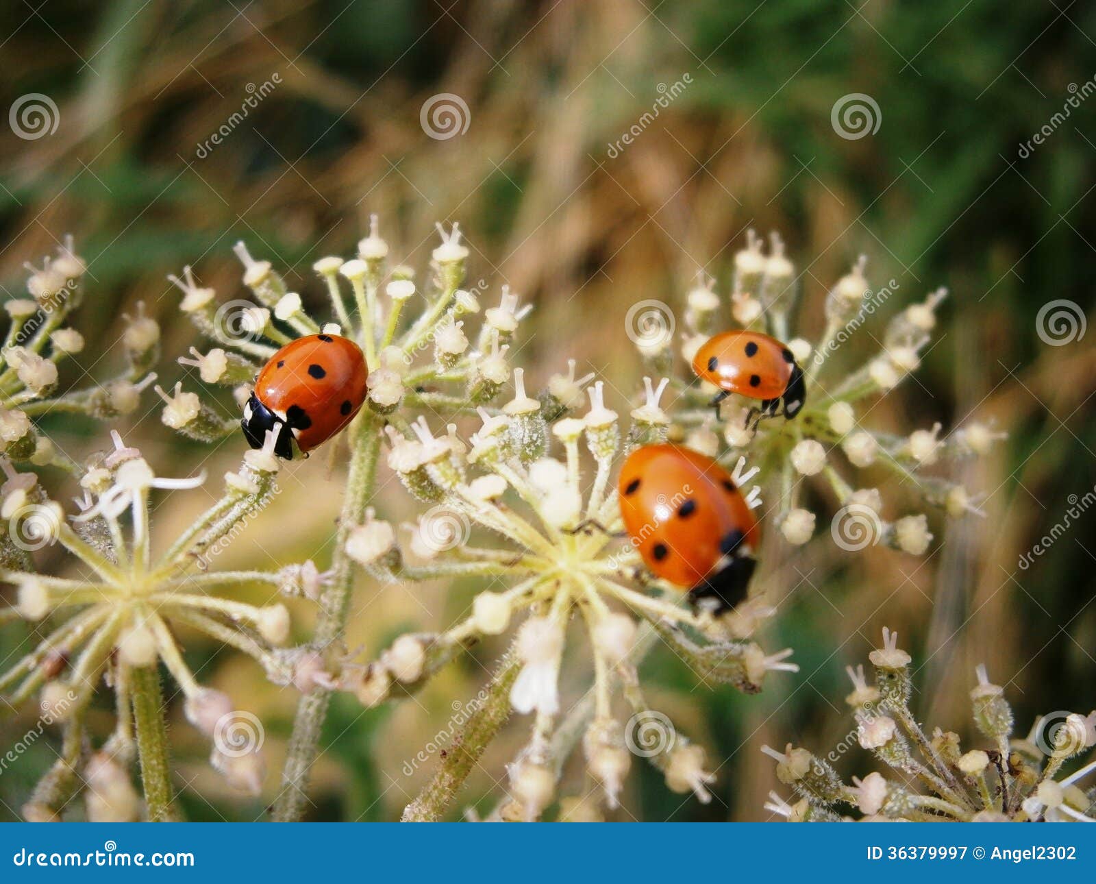 Ladybugs stock image. Image of ladybugs, nature, outdoors - 36379997