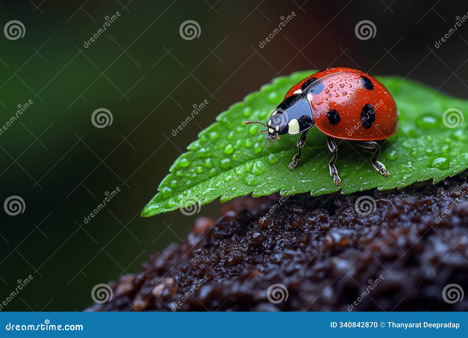 Ladybugs, Tiny Footprints, Delicate Imprints Leave Behind Subtle Traces ...