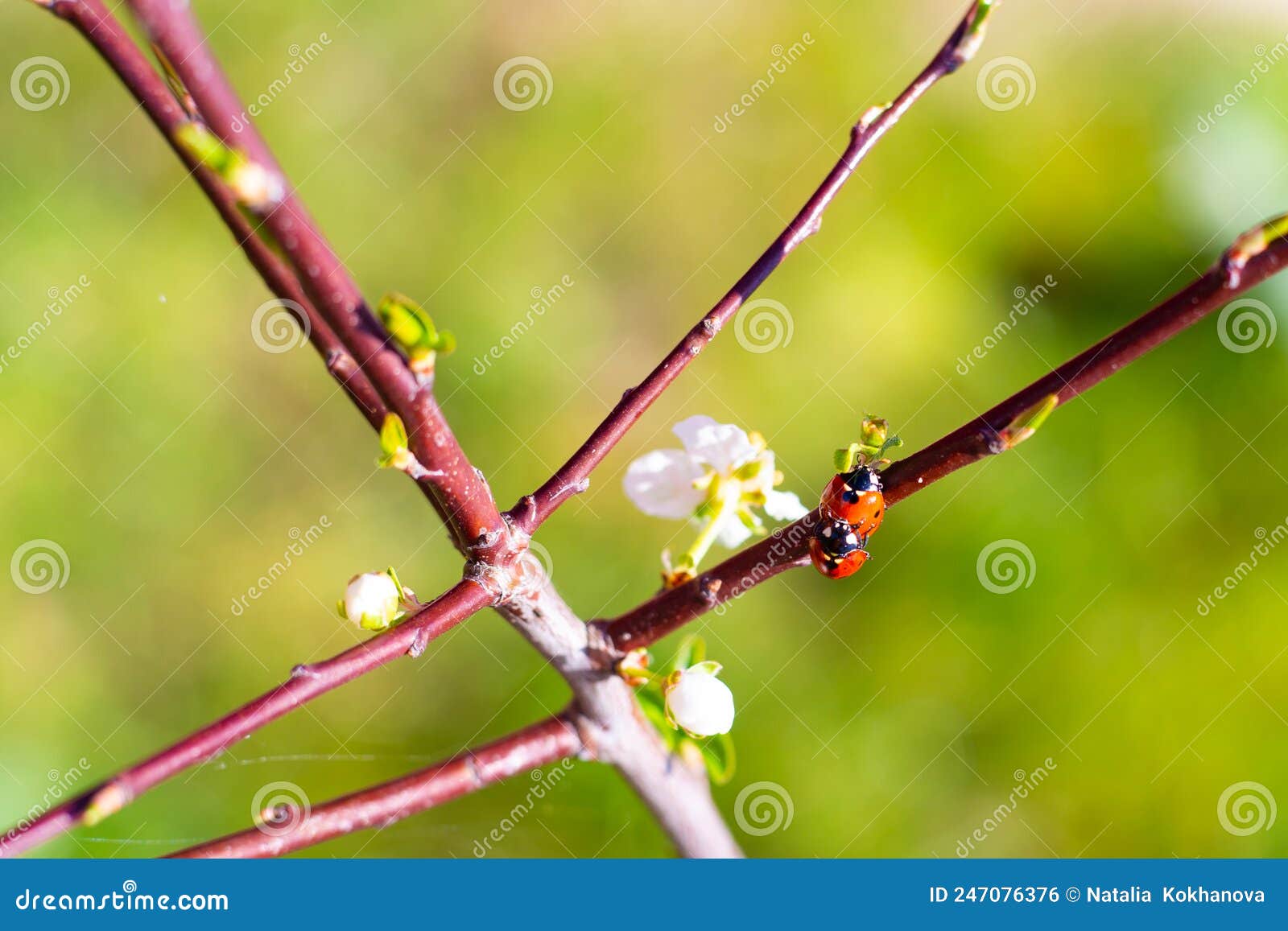 Ladybugs on a Tree Branch Breed in Spring. Beneficial Insects in the ...