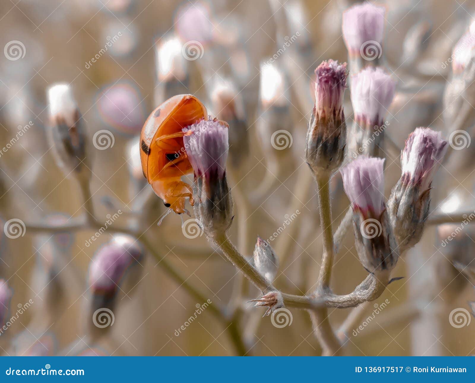 Ladybugs on tree branches stock image. Image of macro - 136917517