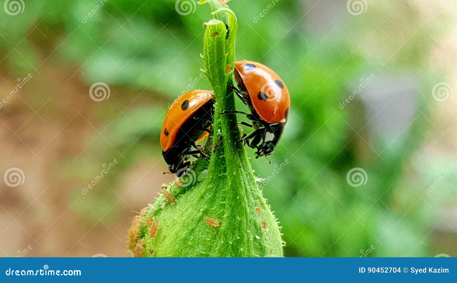Ladybugs stock photo. Image of nature, macrophotography - 90452704