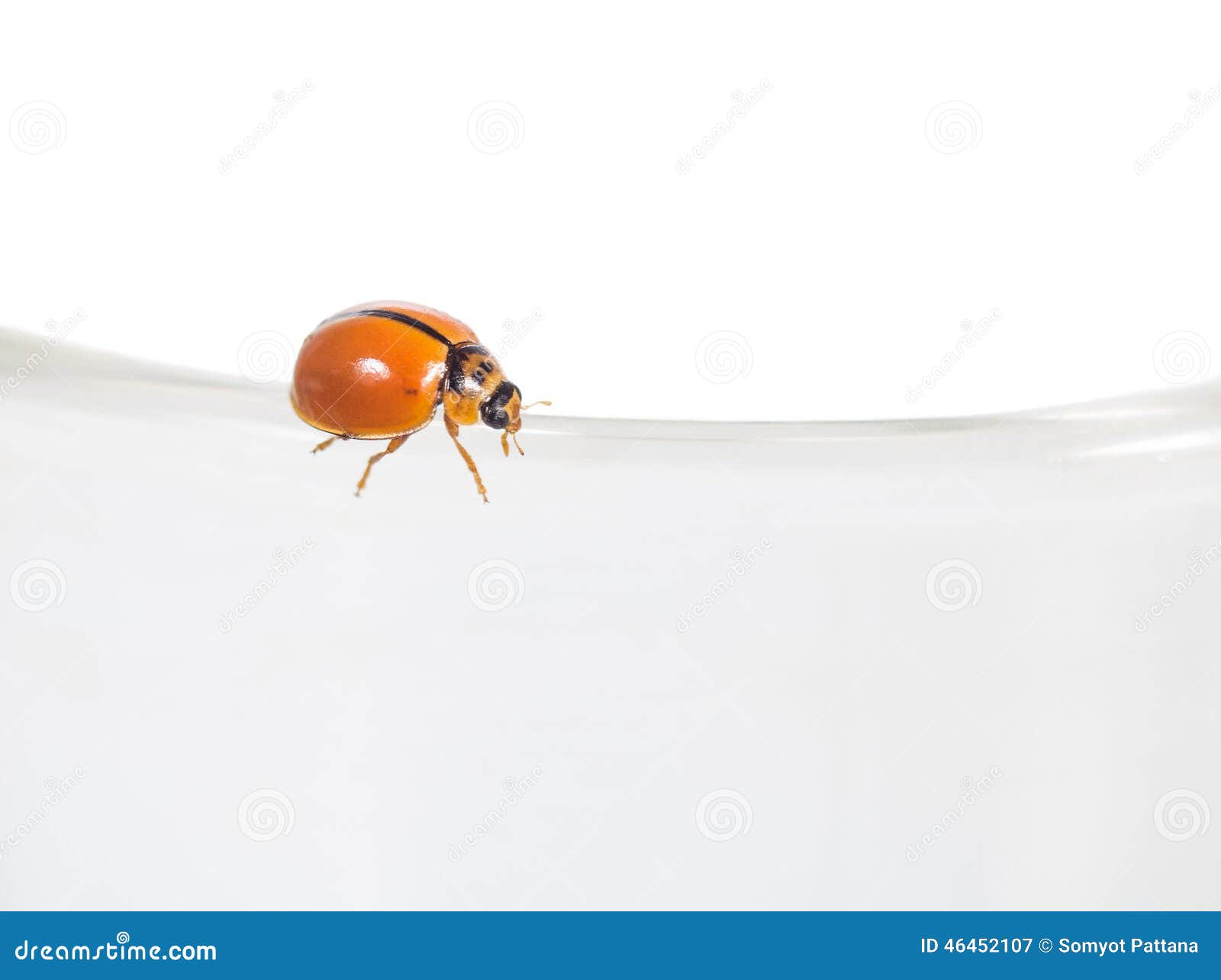 Ladybugs stock image. Image of closeup, wild, natural - 46452107
