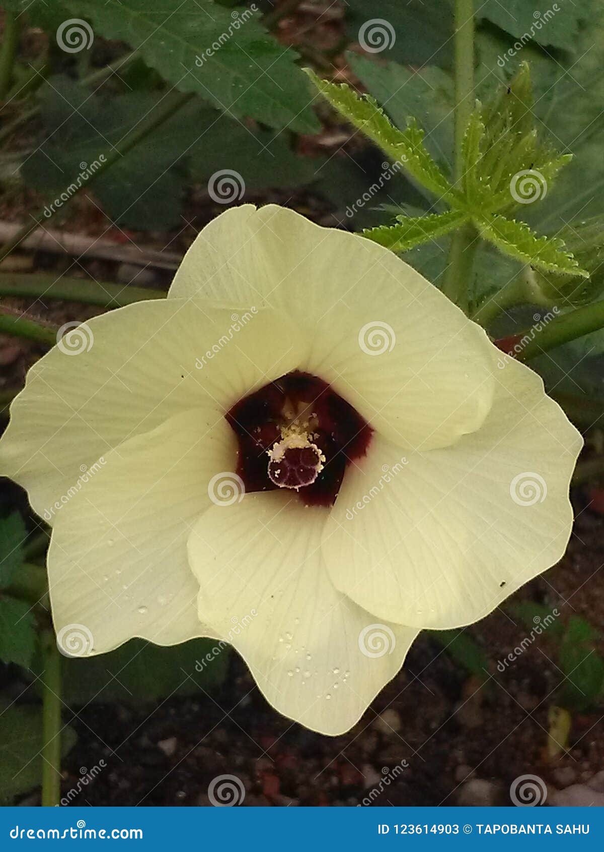 Ladyfinger flower stock image. Image of morning, lady - 123614903