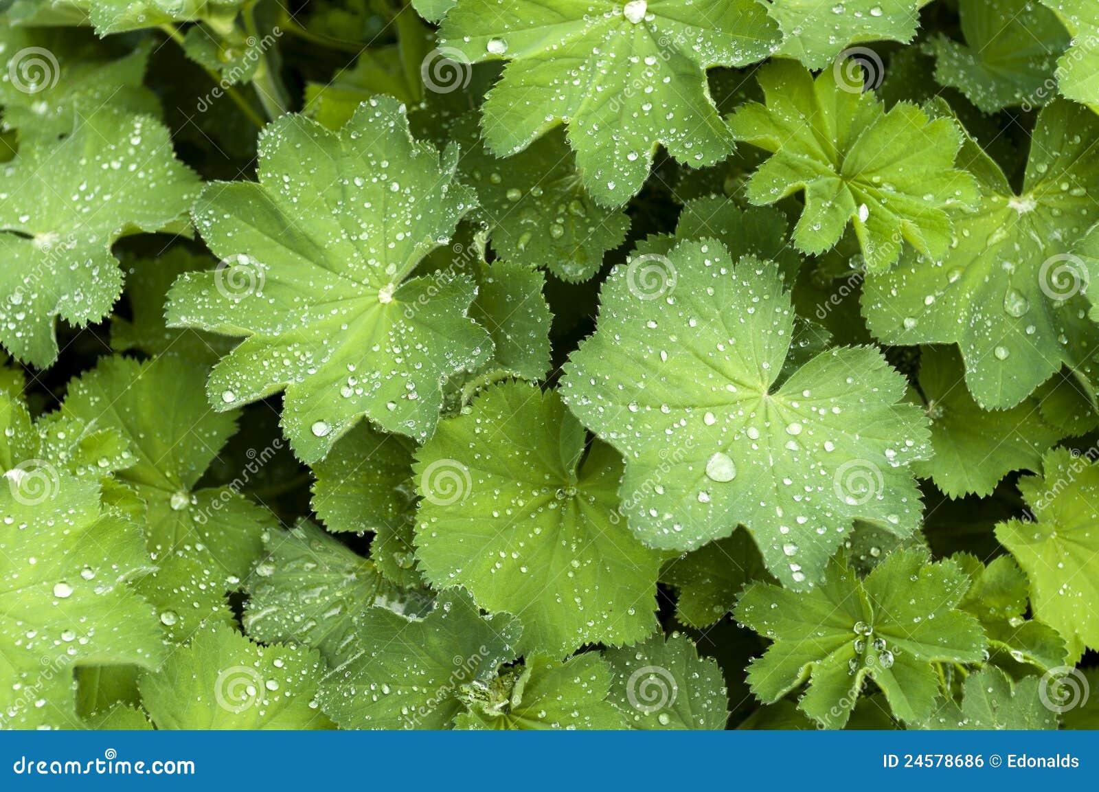 Ladys Mantle stock photo. Image of gardening, closeup - 24578686