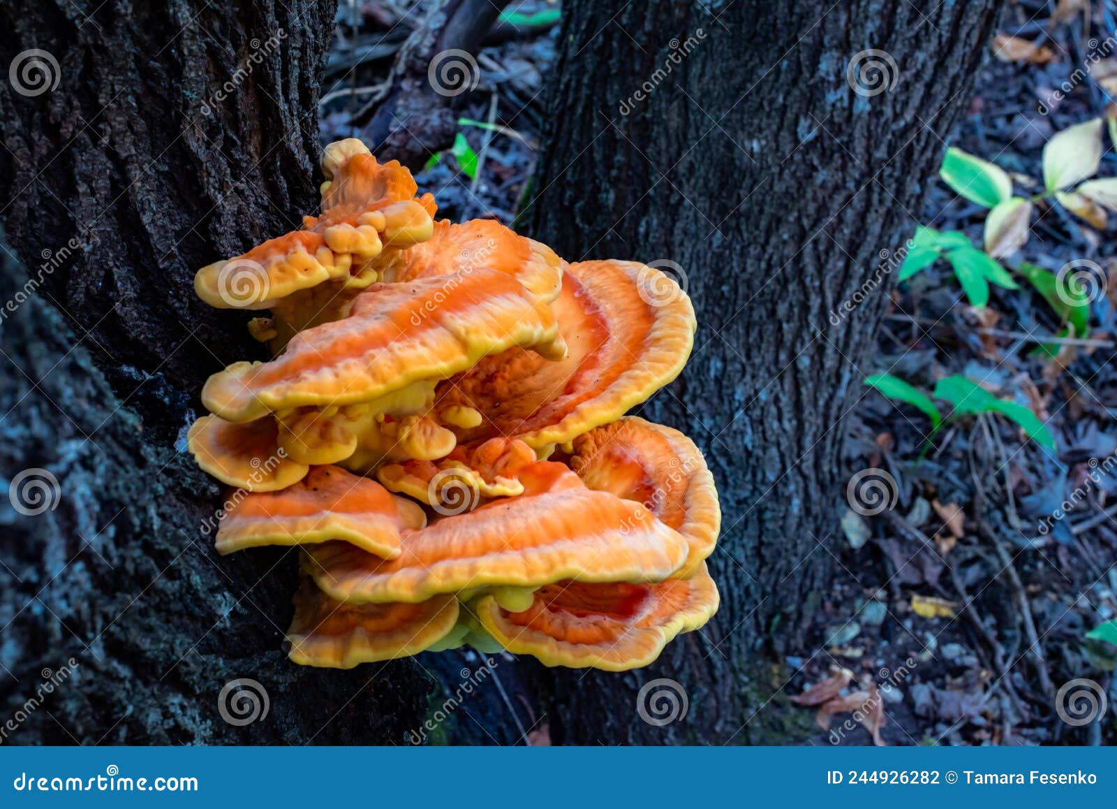 Laetiporus Sulphureus Sulfur Polypore Fungus Growing On The Tree