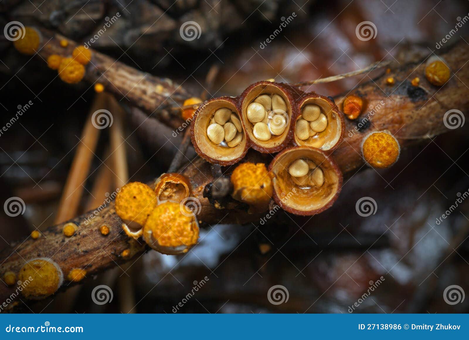 Laeve de Crucibulum foto de archivo. Imagen de bosque - 27138986