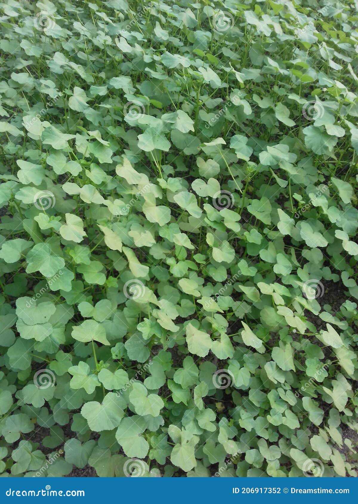 Lafa Saag Best Food. Vegetables Very T Stock Photo - Image of testi ...