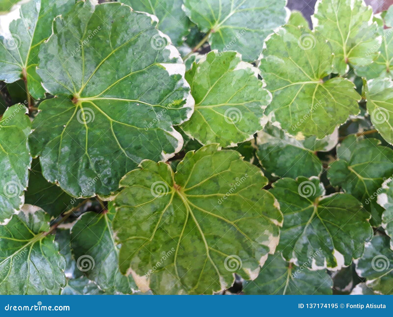 Laef green white stock image. Image of green, white - 137174195