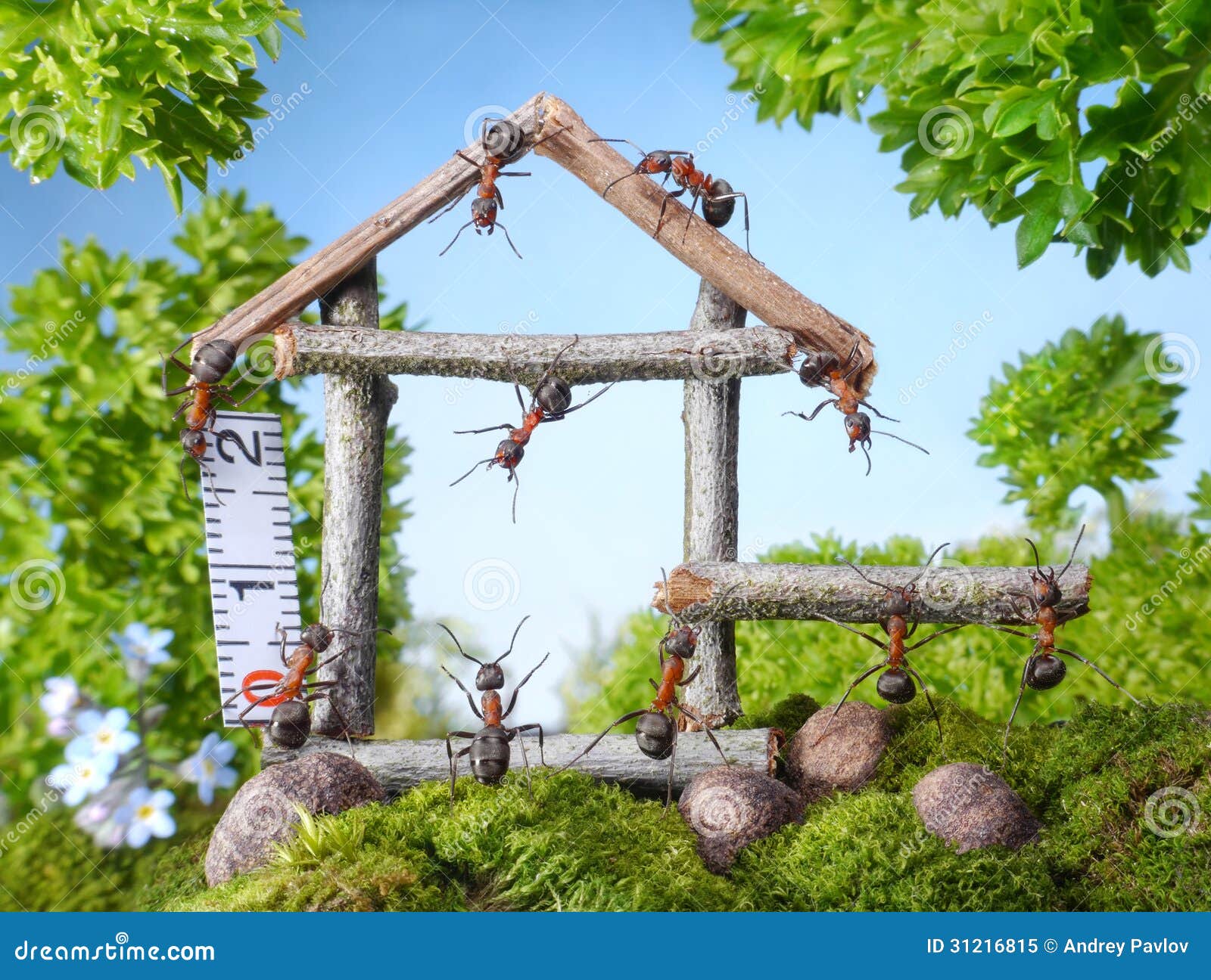 Lag Av Myror Som Konstruerar Trähuset, Teamwork Fotografering för ...