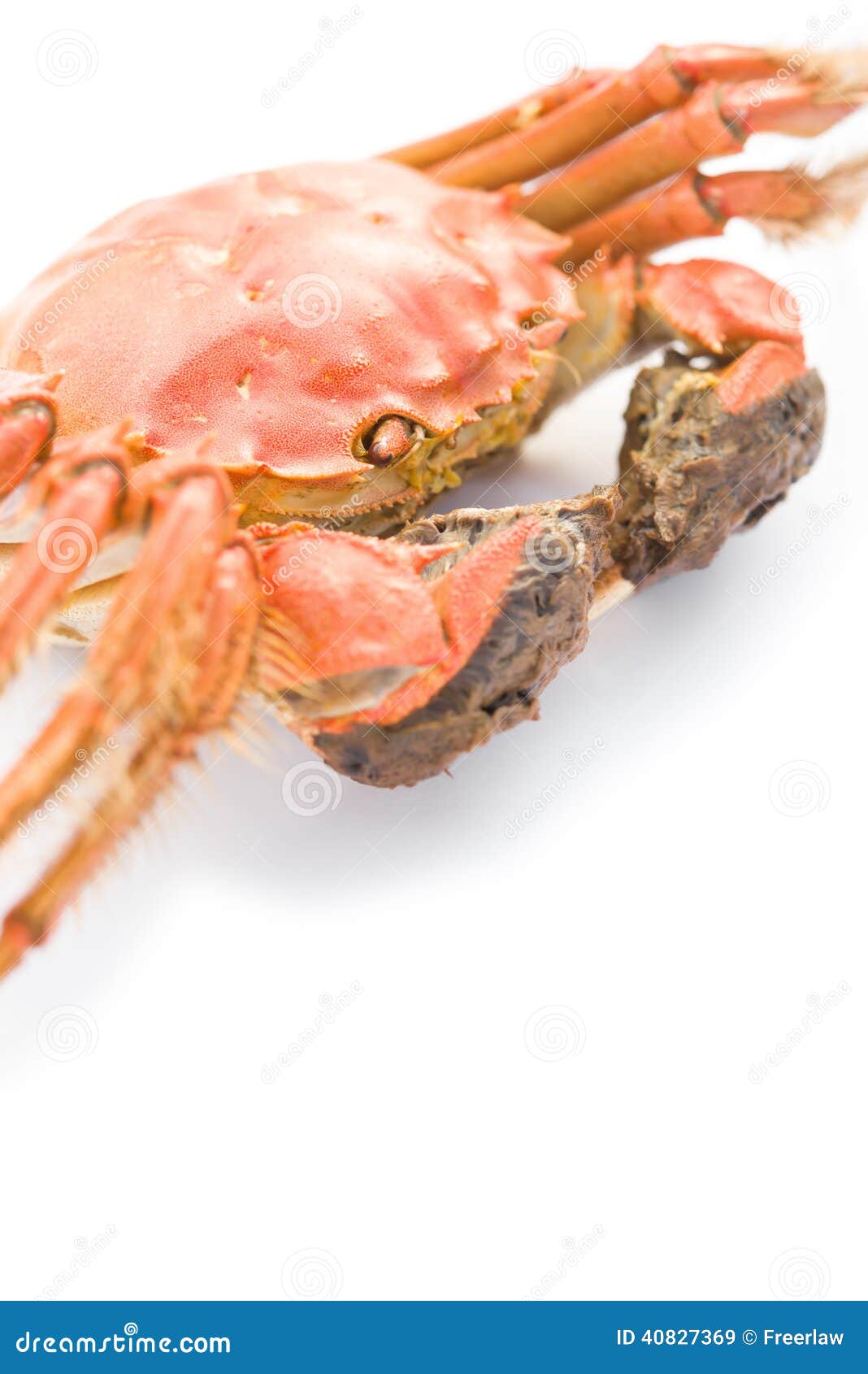 Lagad mat krabba fotografering för bildbyråer. Bild av skaldjur - 40827369