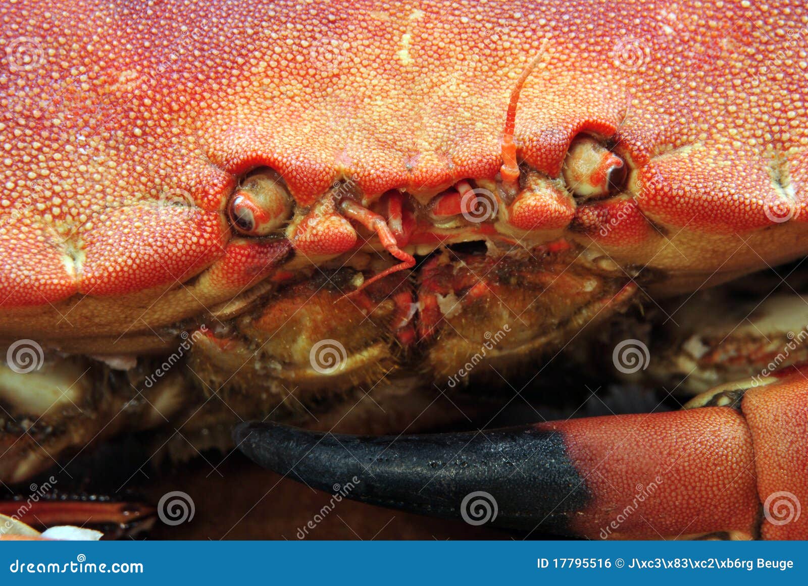 Lagad mat krabba orkney arkivfoto. Bild av krabba, äta - 17795516
