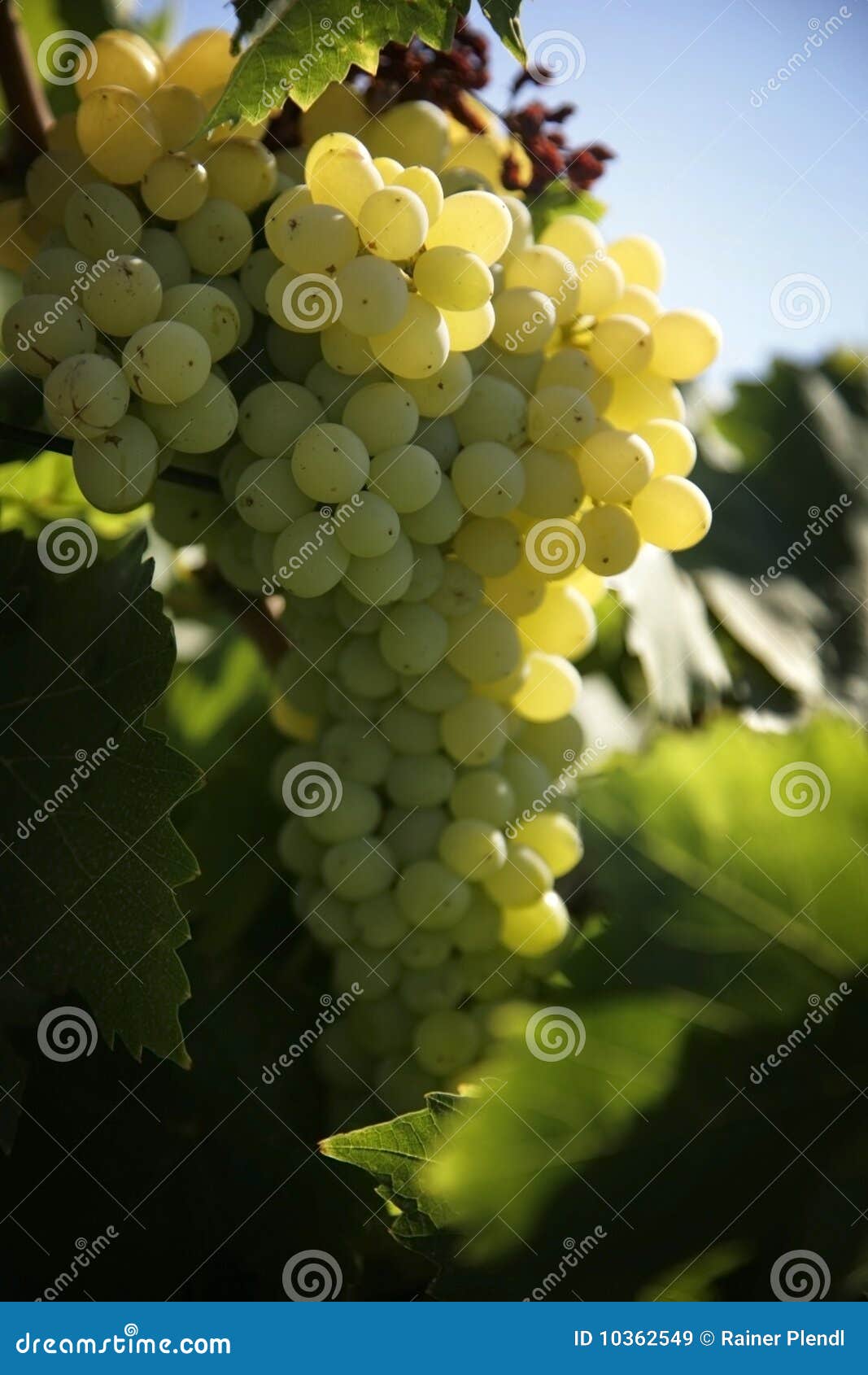 Lagar imagen de archivo. Imagen de resplandeciente, bebida - 10362549