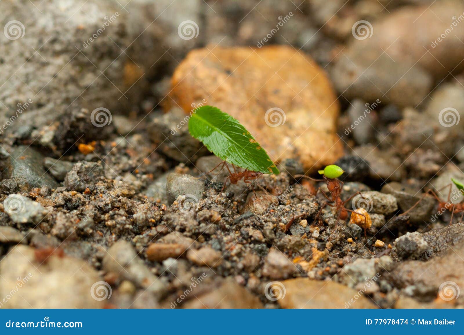 Lagarbete, Myror Av Costa Rica Arkivfoto - Bild av anläggning, fantasi ...