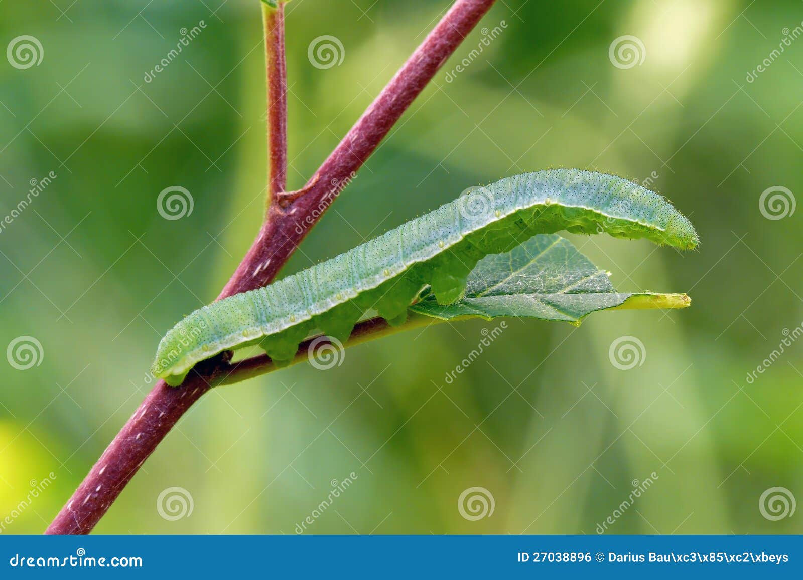 Lagarta foto de stock. Imagem de selvagem, wildlife, mosca - 27038896