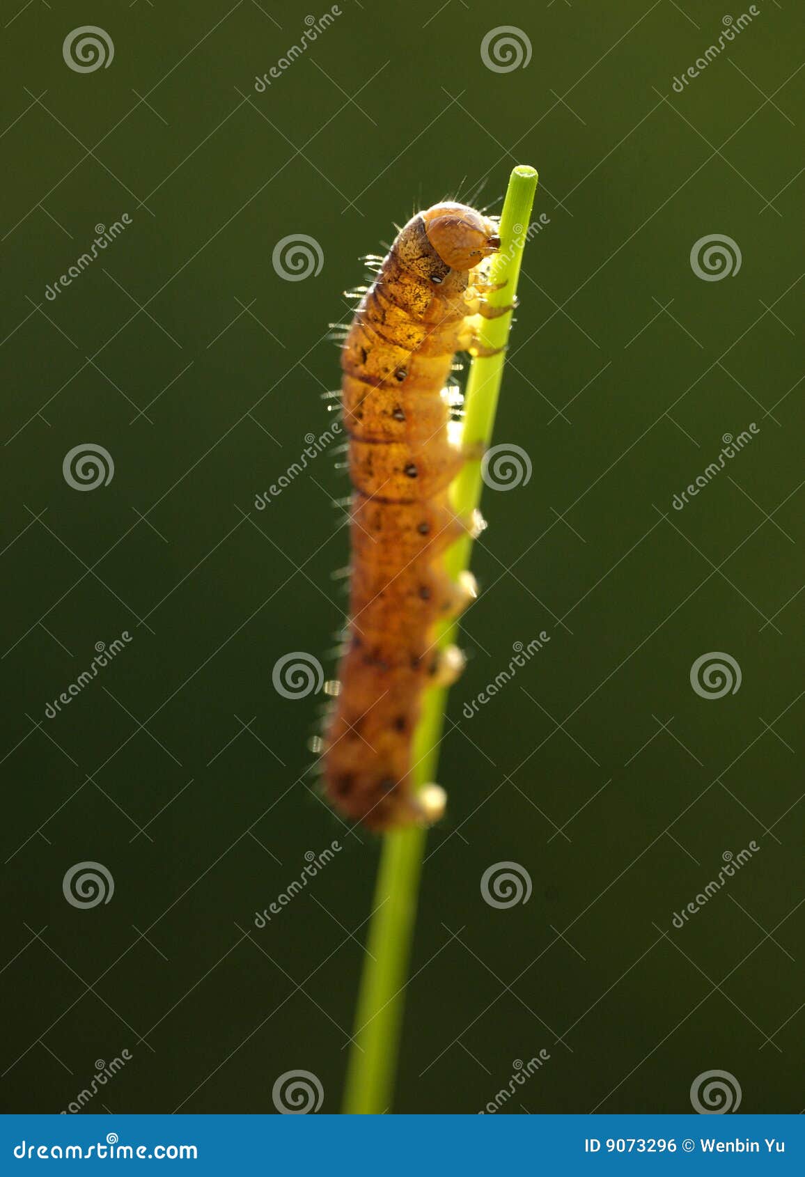 Lagarta foto de stock. Imagem de inseto, alimento, insetos - 9073296
