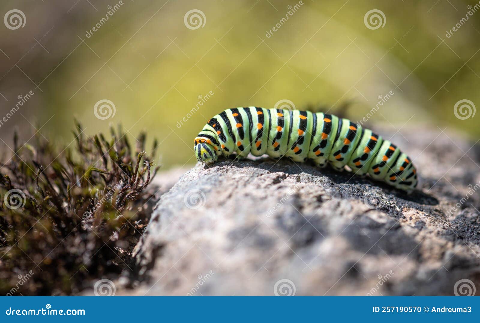 Lagarta da borboleta foto de stock. Imagem de inseto - 257190570