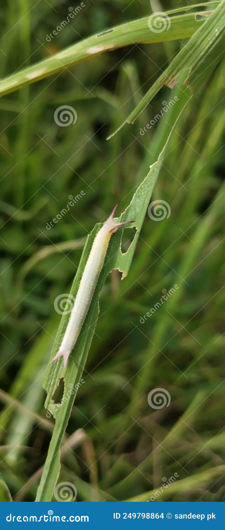 Lagarta do campo de cerala foto de stock. Imagem de campo - 249798864