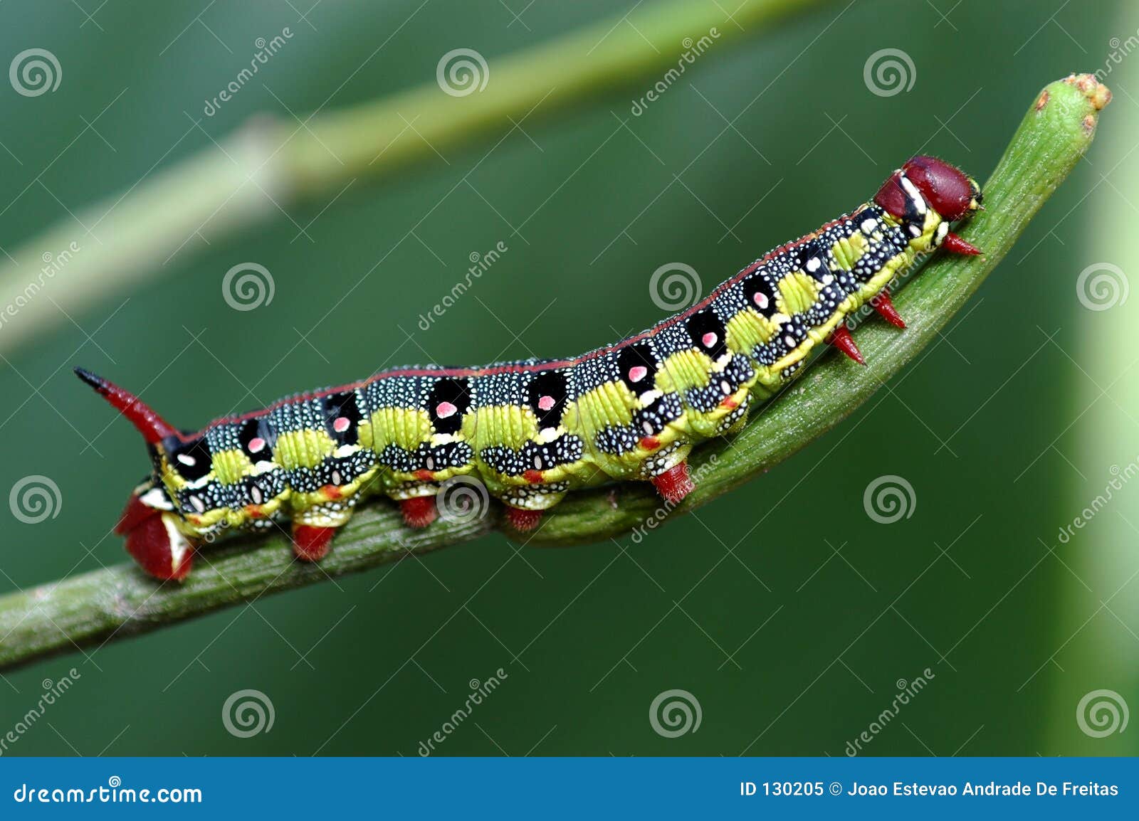 Lagarta macro imagem de stock. Imagem de lagarta, insetos - 130205