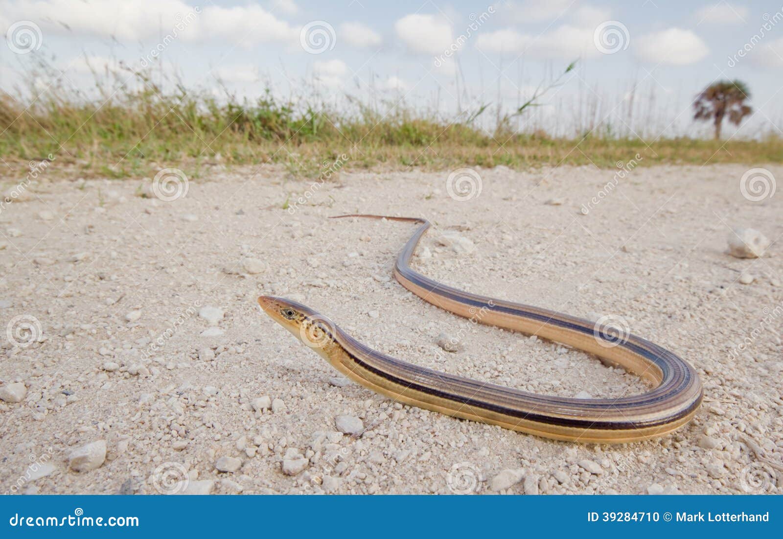 Lagarto ápodo foto de archivo. Imagen de naturalizado - 39284710