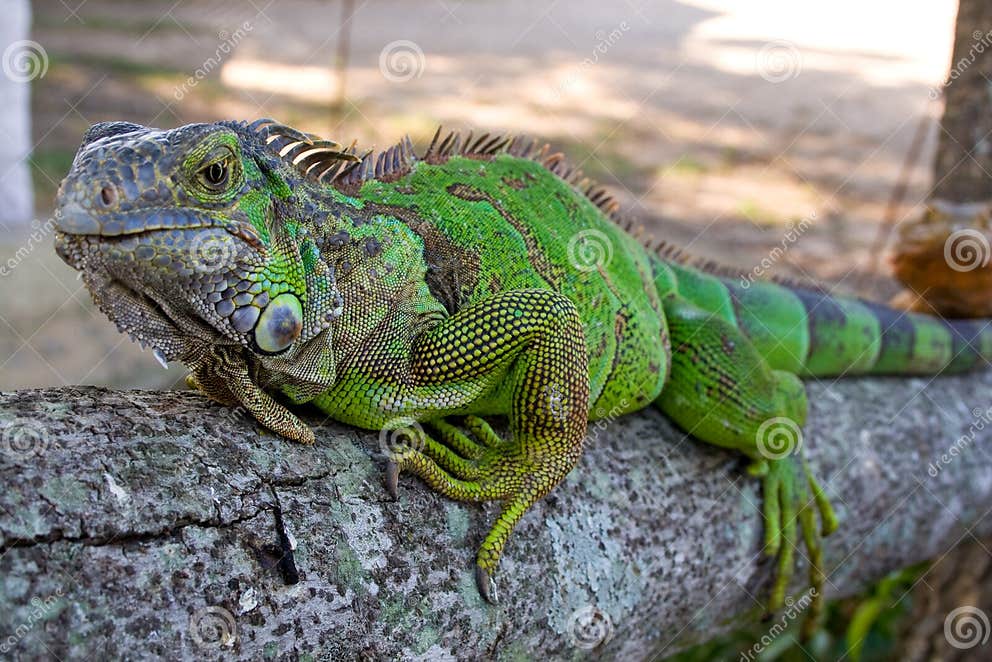 Lagarto imagen de archivo. Imagen de arbusto, continuar - 5224117