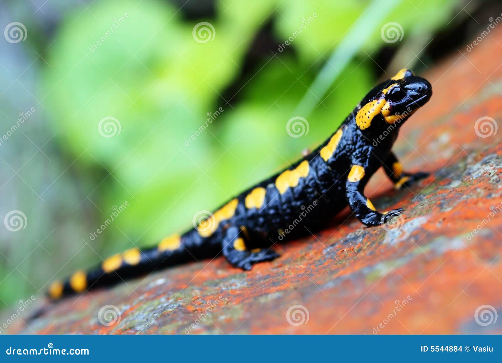 Lagarto foto de stock. Imagem de juvenil, escamoso, corpo - 5544884
