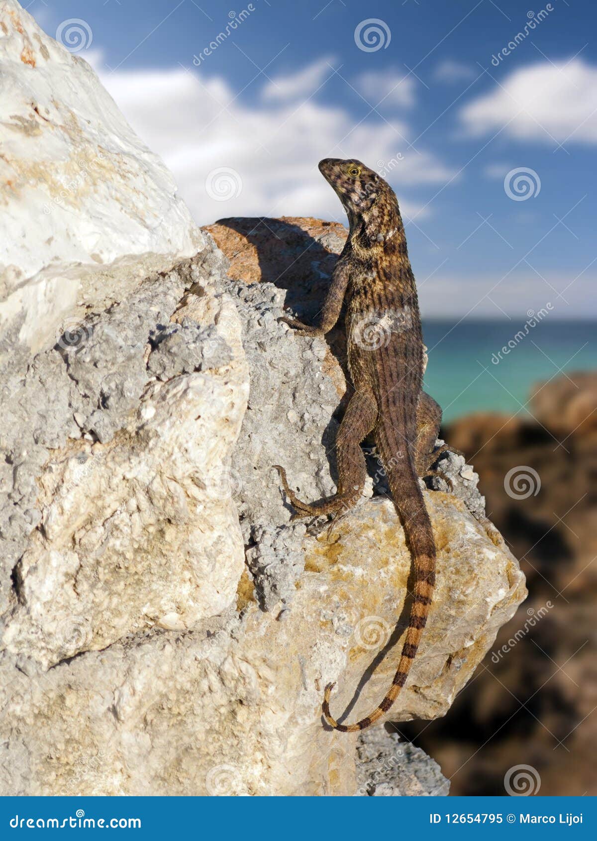Lagarto Con El Fondo Del Mar Imagen de archivo - Imagen de fondo ...