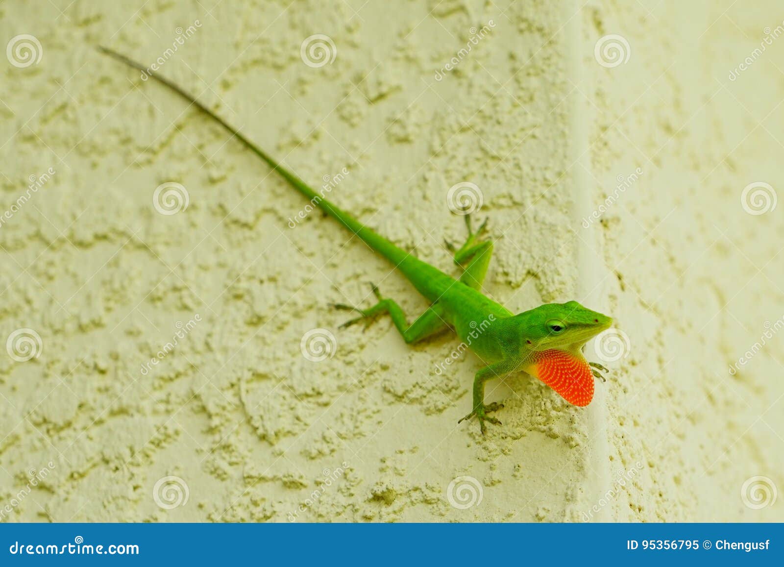 Lagarto con la papada imagen de archivo. Imagen de colores - 95356795