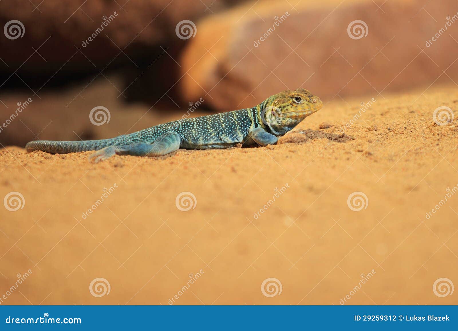 Lagarto De La Roca Azul De Baja Foto de archivo - Imagen de animal ...