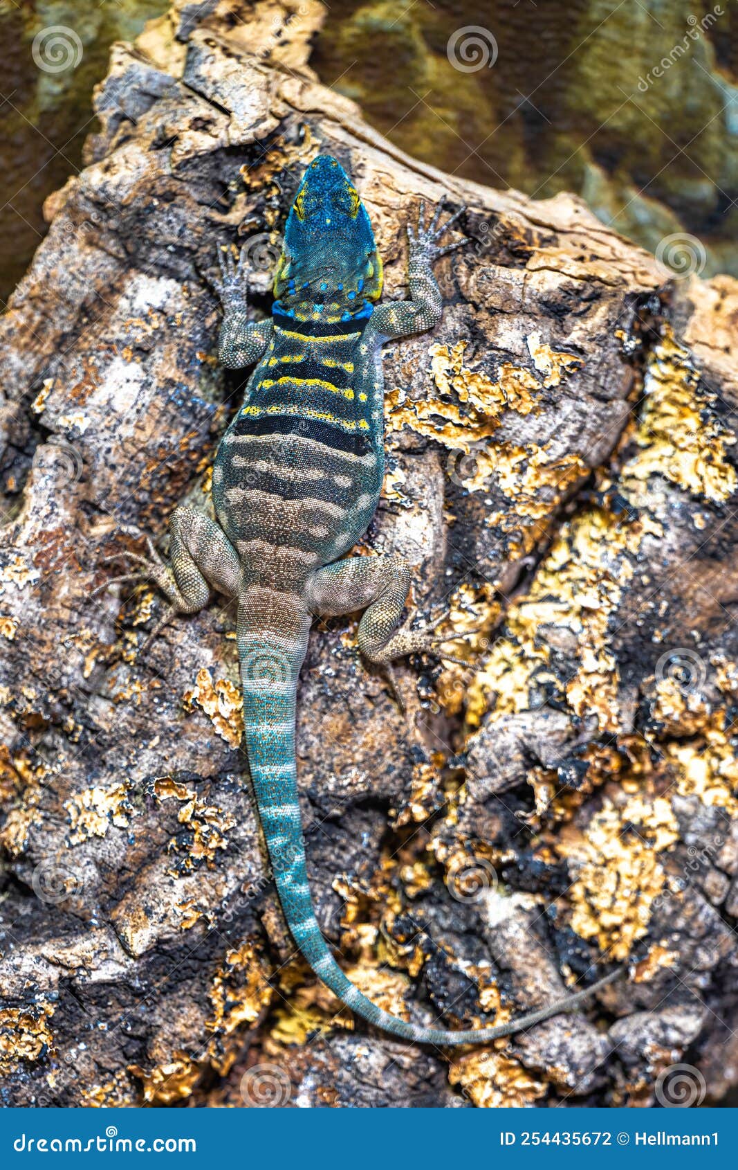 Lagarto foto de archivo. Imagen de ambiente, estepa - 254435672