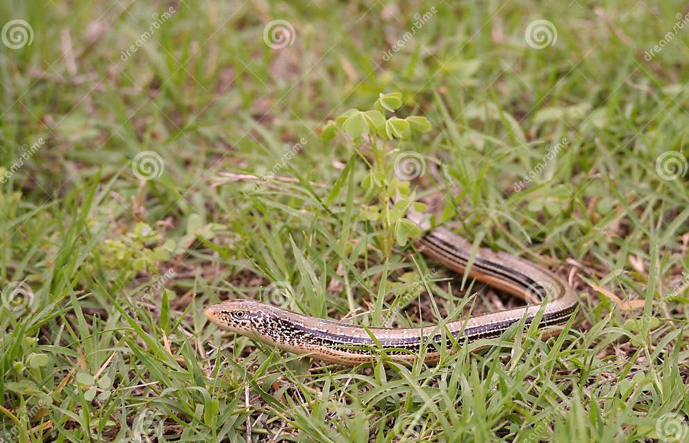 Lagarto de vidro delgado foto de stock. Imagem de legless - 31233982
