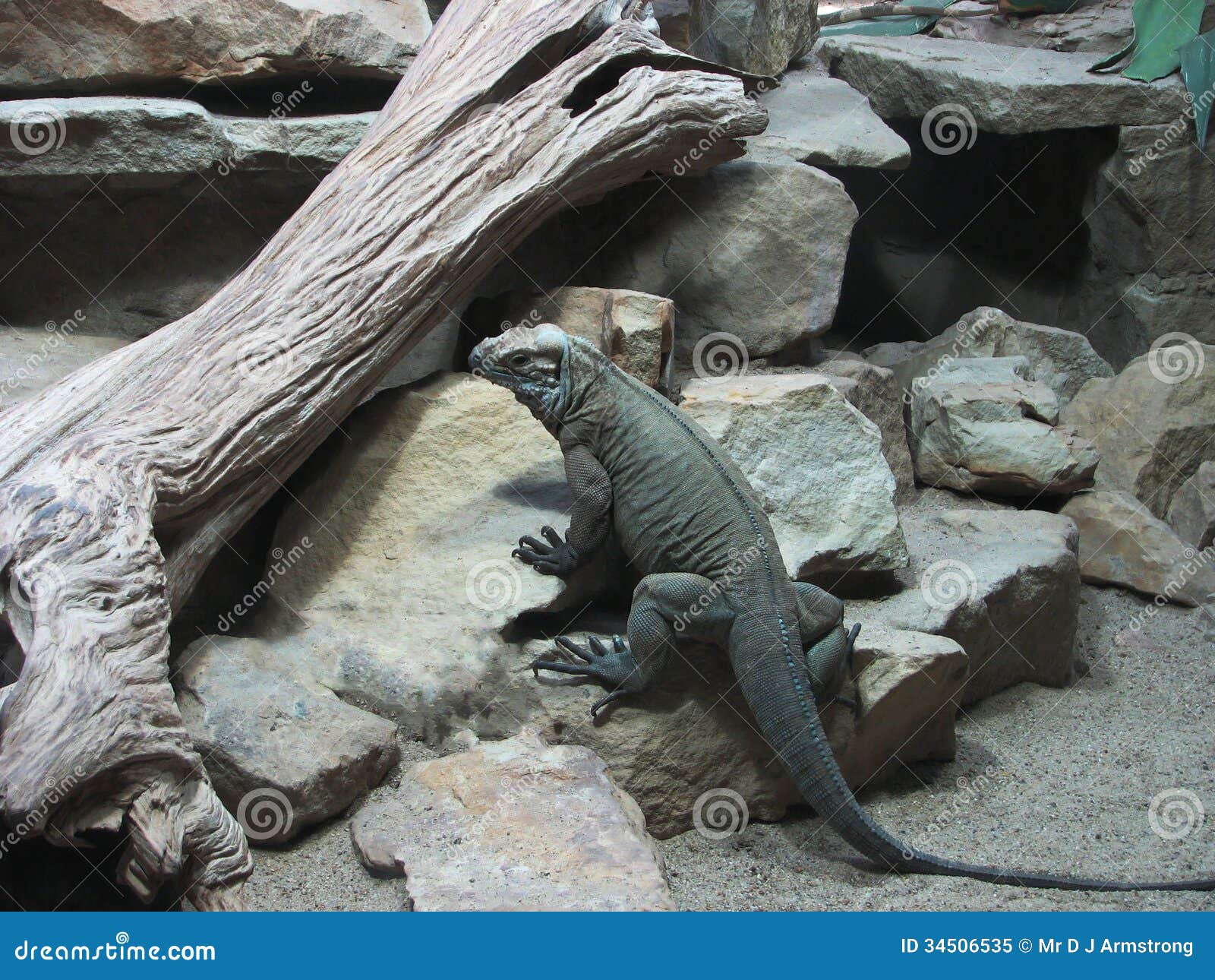 Lagarto grande imagen de archivo. Imagen de grande, isla - 34506535