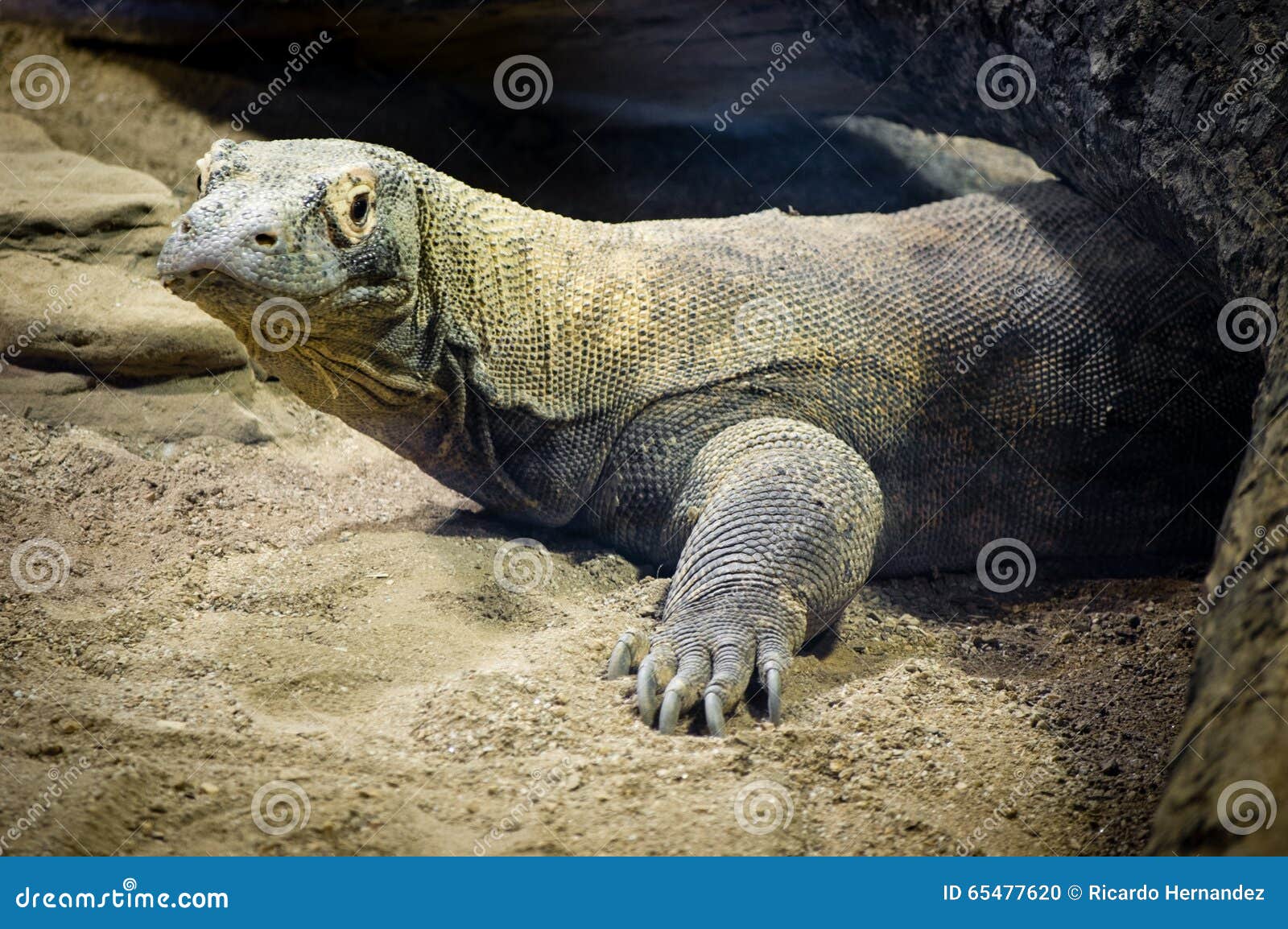 Lagarto grande foto de stock. Imagem de réptil, marrom - 65477620