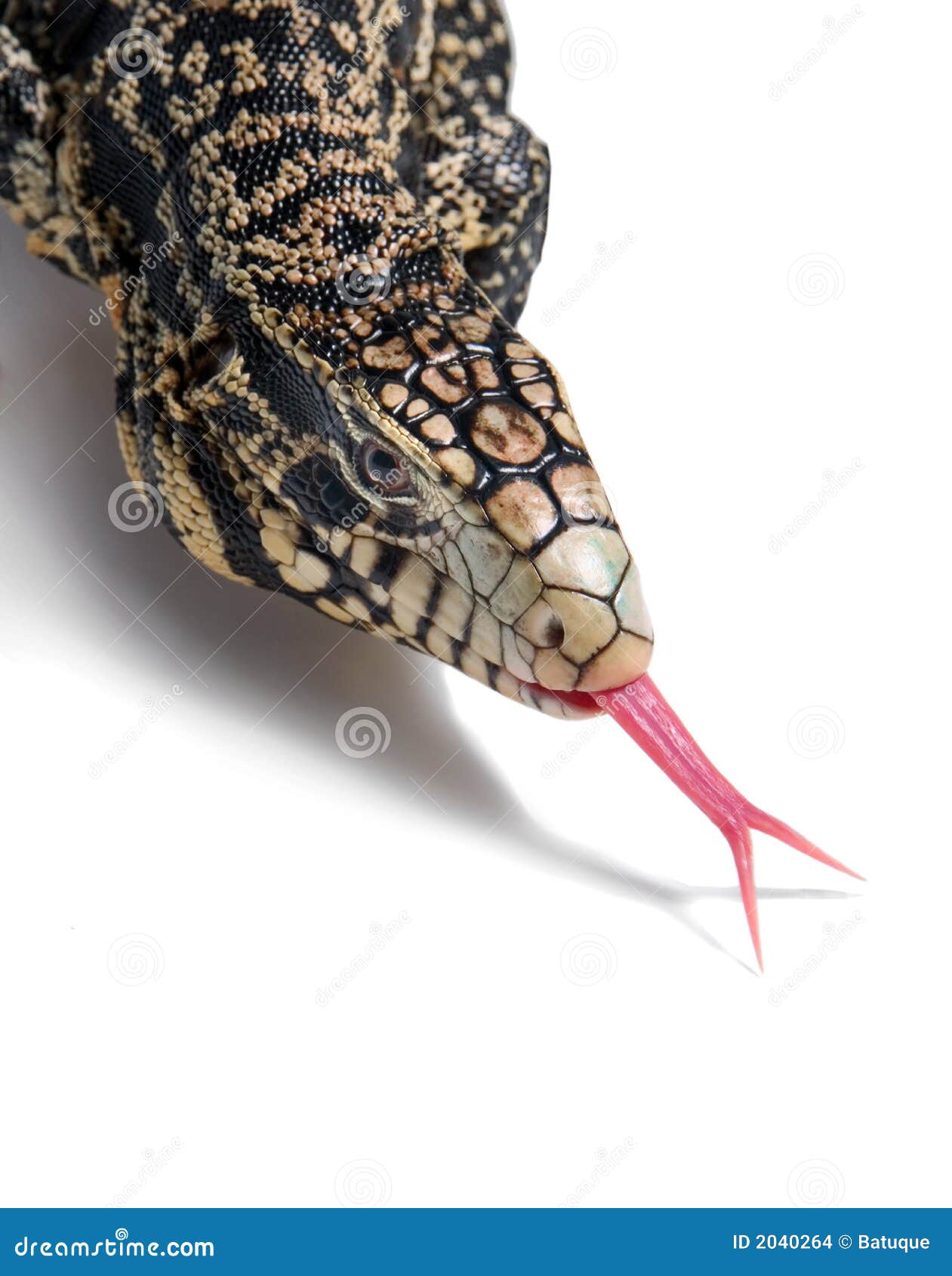 Lagarto Overo_2136. foto de archivo. Imagen de tropical - 2040264