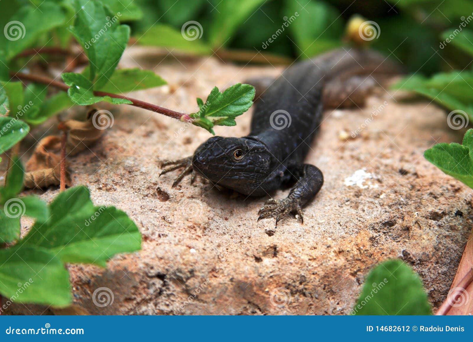 Lagarto preto foto de stock. Imagem de seco, detalhes - 14682612