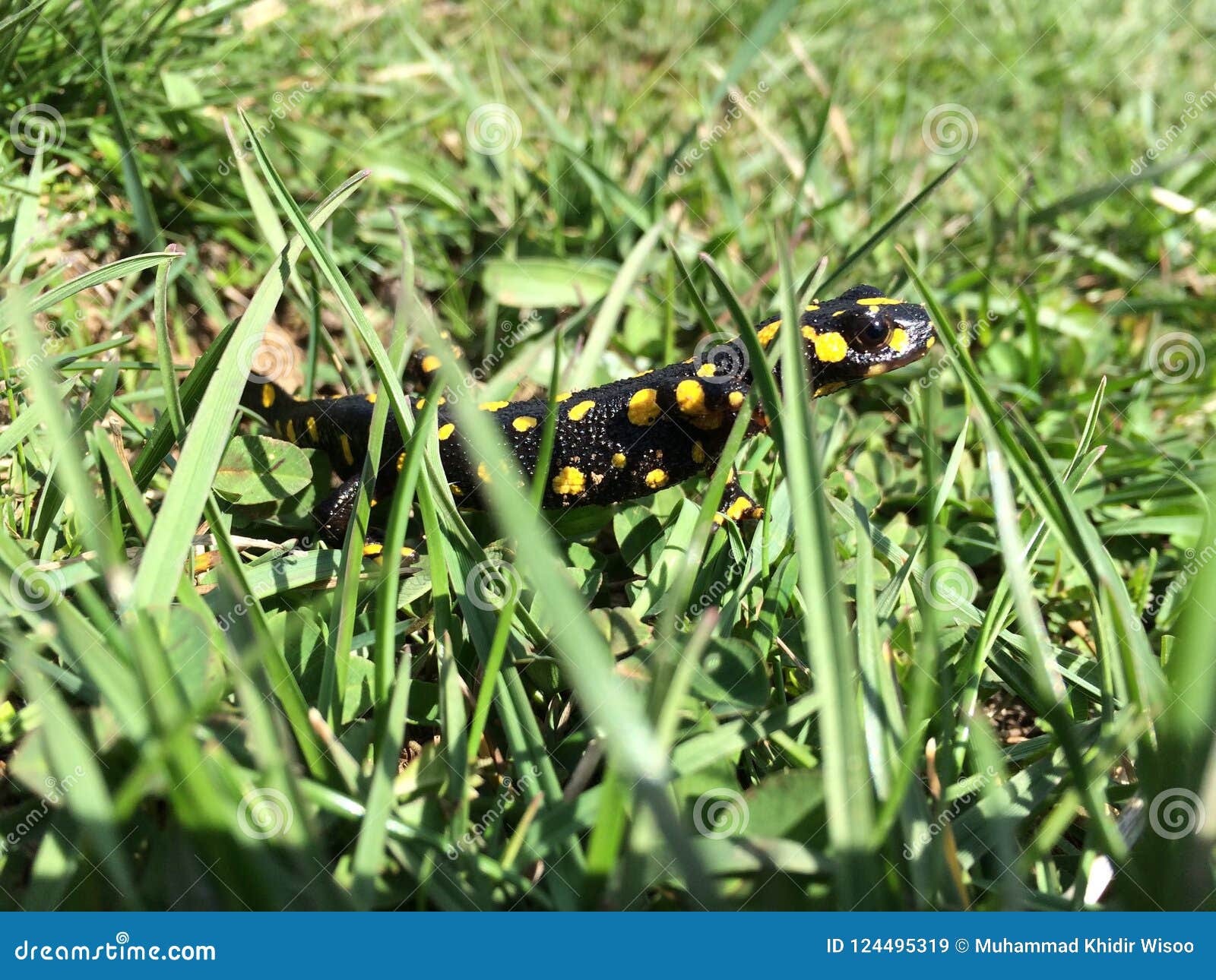 Lagarto preto e amarelo imagem de stock. Imagem de colorido - 124495319