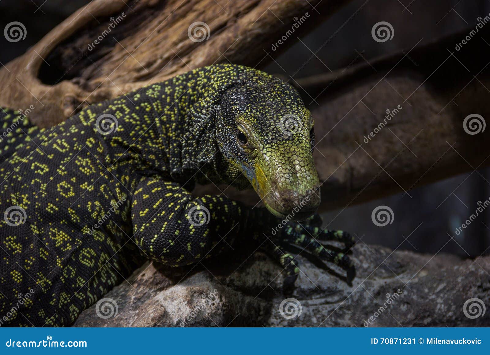 Lagarto preto e amarelo imagem de stock. Imagem de monitor - 70871231