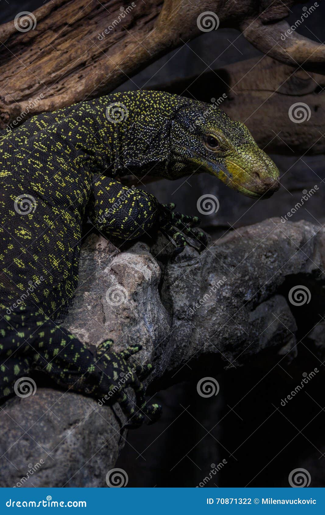 Lagarto preto e amarelo foto de stock. Imagem de verde - 70871322