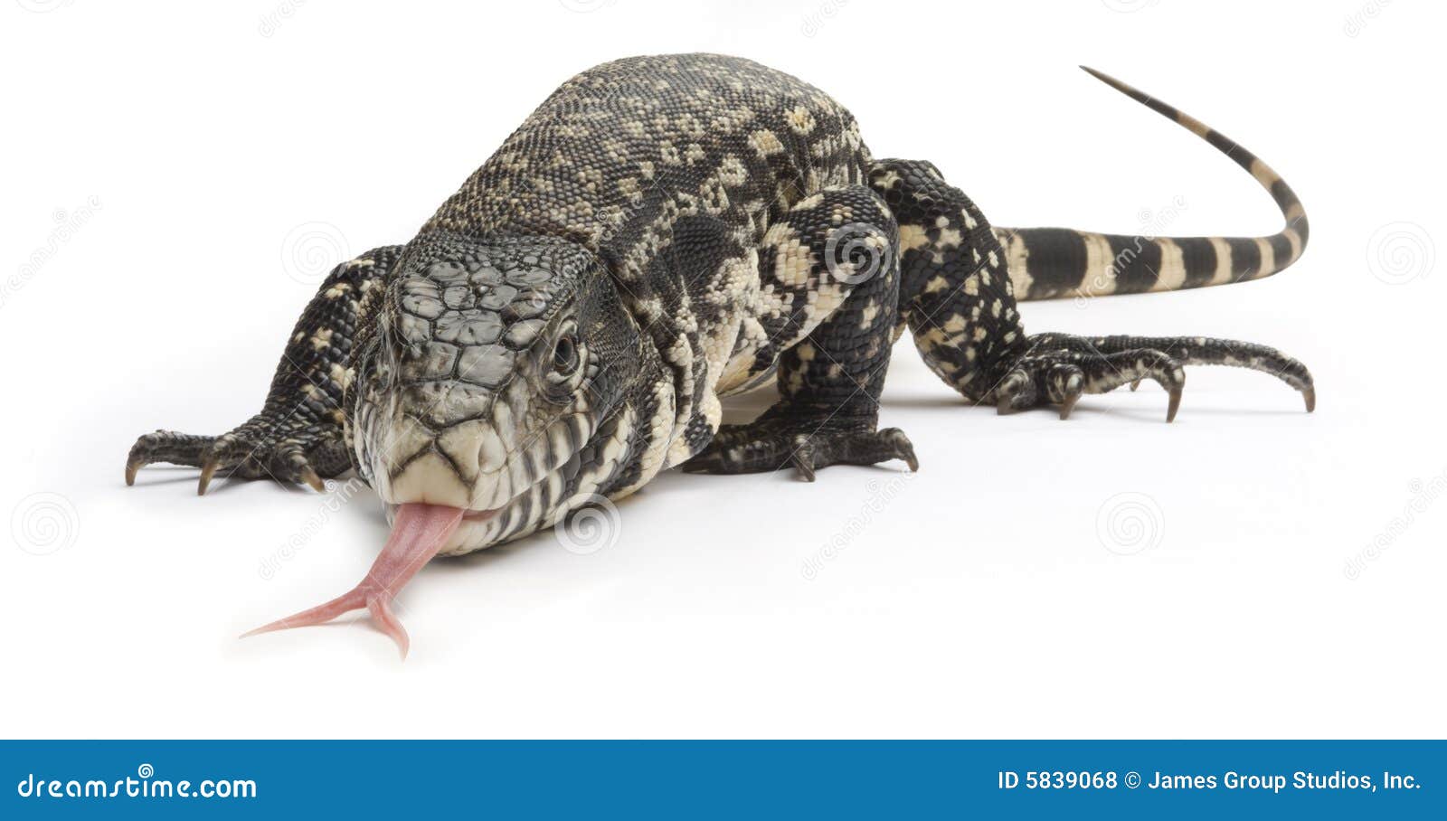 Lagarto Preto E Branco De Tegu Foto de Stock - Imagem de lingüeta ...
