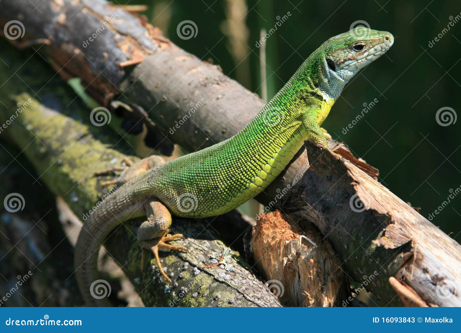 Lagarto Verde Fotos de Stock - Imagem: 16093843