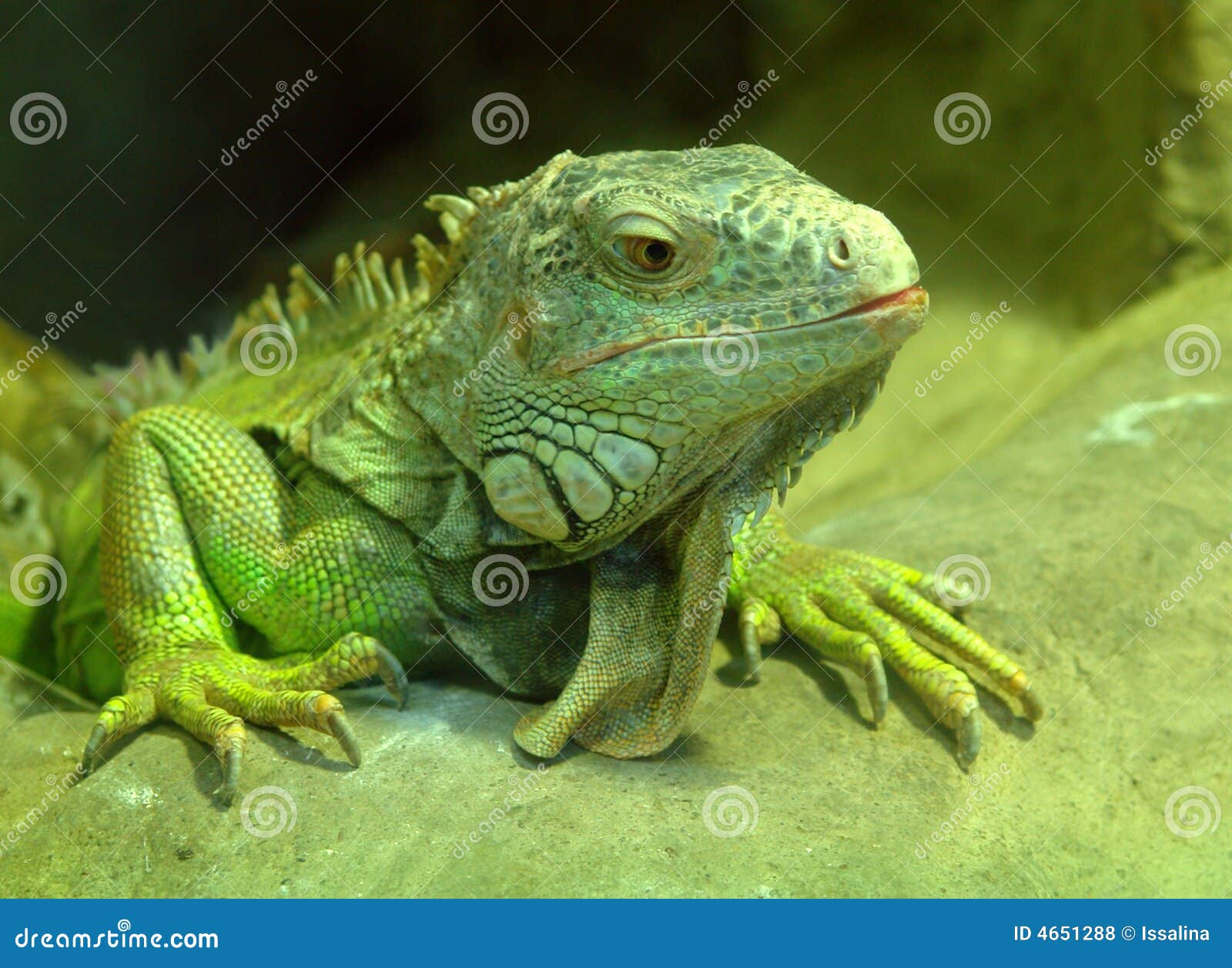 Lagarto verde grande foto de stock. Imagem de longo, vegetariano - 4651288