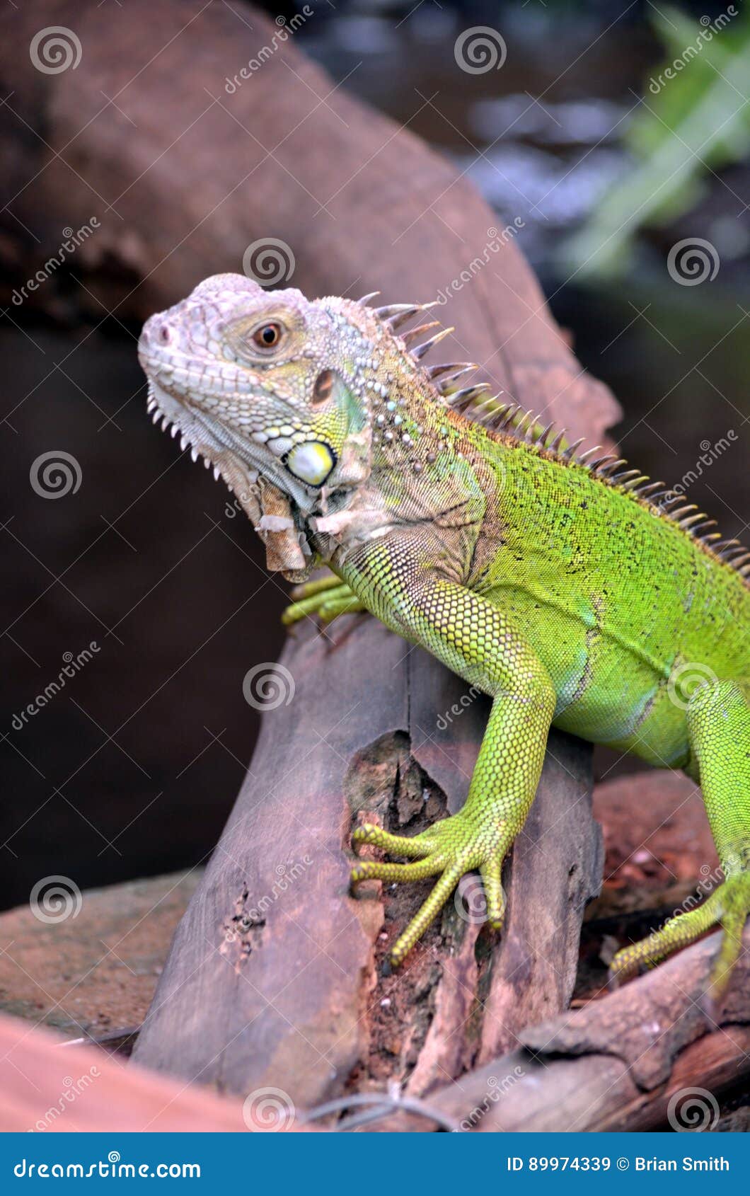 A lage green lizard stock image. Image of branch, large - 89974339