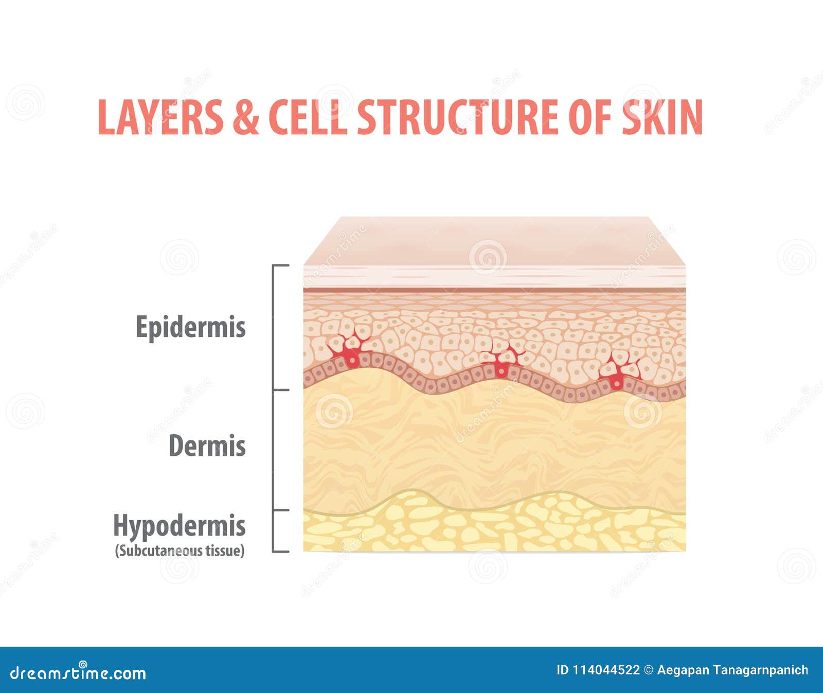 Lagen & Celstructuur Van De Vector Van De Huidillustratie Op Witte Bac ...