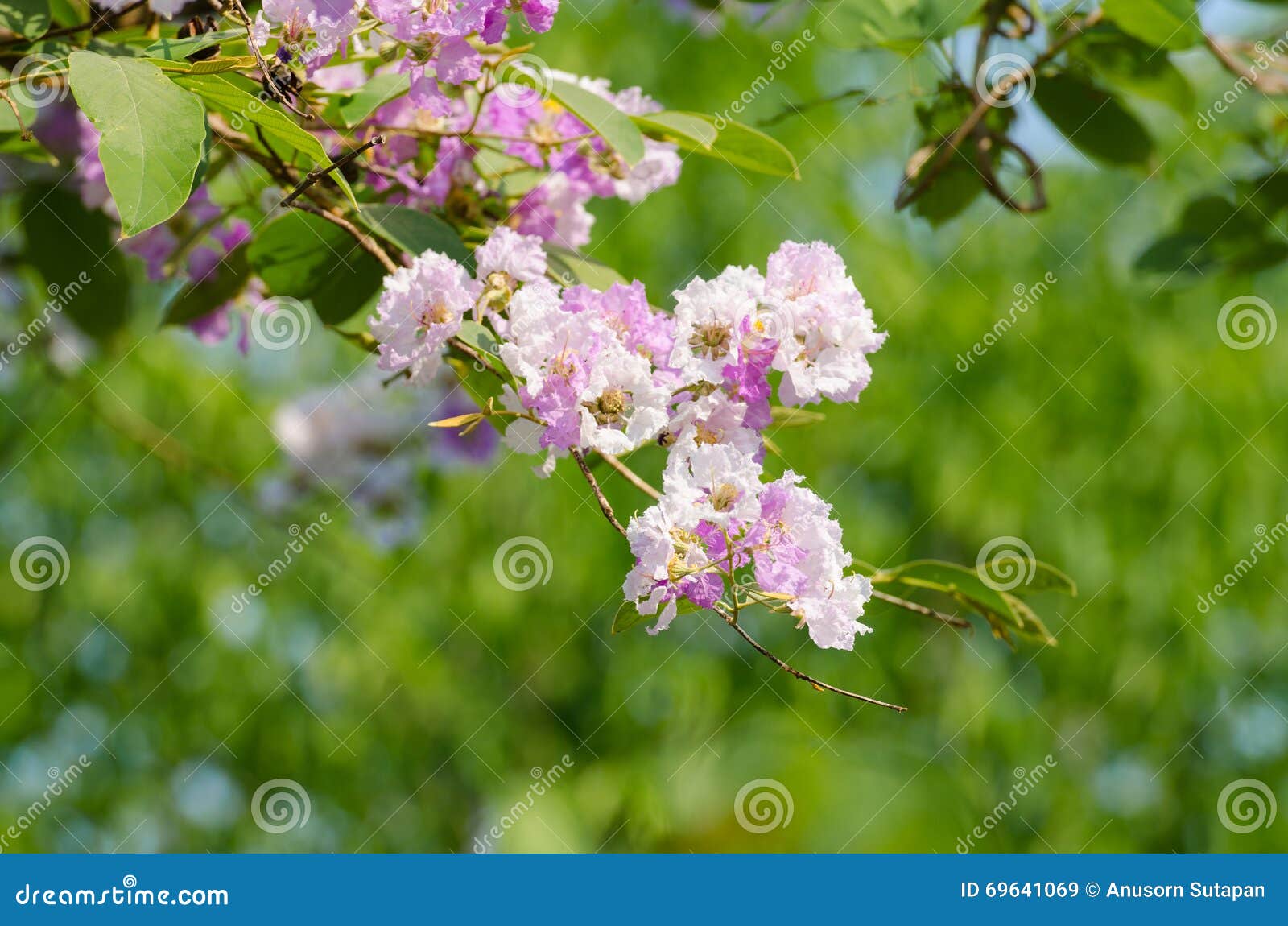 Lagerstroemia Floribunda Or Thai Crape Myrtle Or Kedah Bungor Stock ...