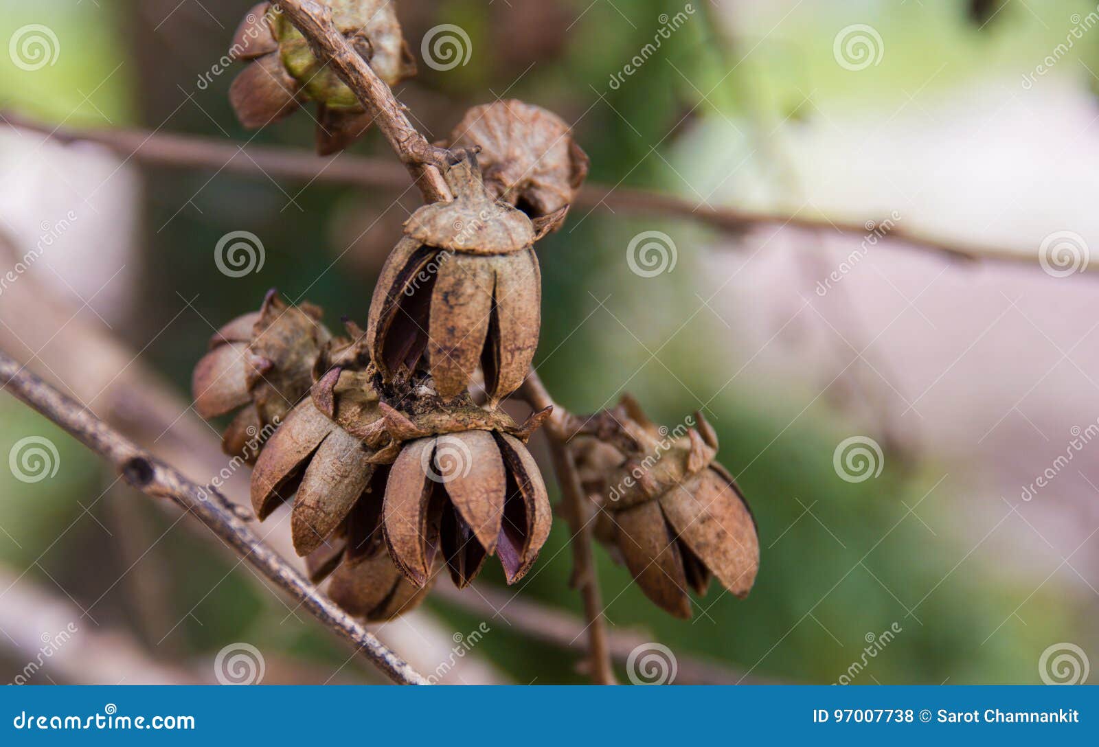 Lagerstroemia Floribunda Seed Dry. Stock Photo - Image of black ...