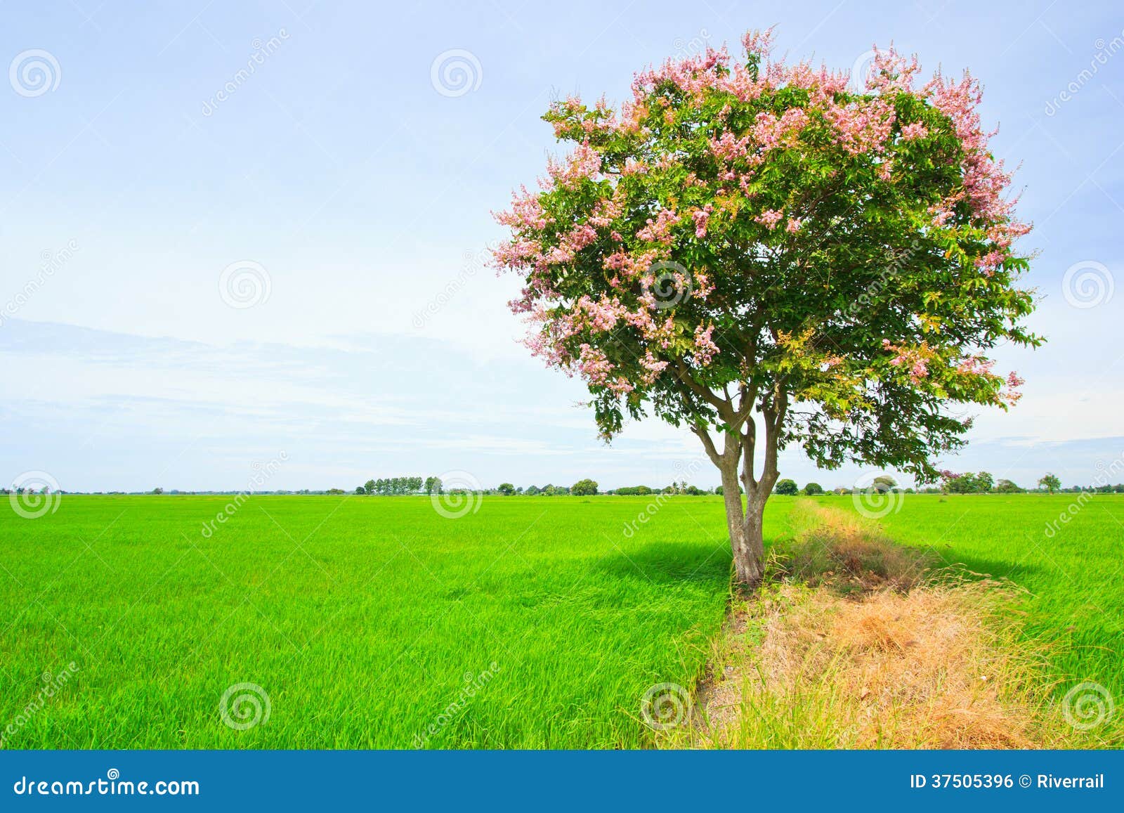 Lagerstroemia Floribunda or Thai Crape Myrtle Stock Photo - Image of ...