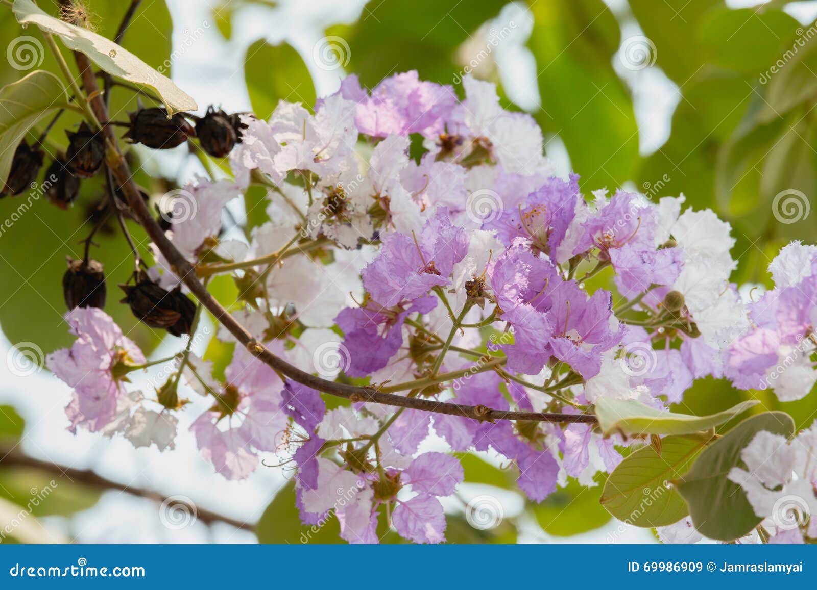 Lagerstroemia With Red Flowers Royalty-Free Stock Photo | CartoonDealer ...