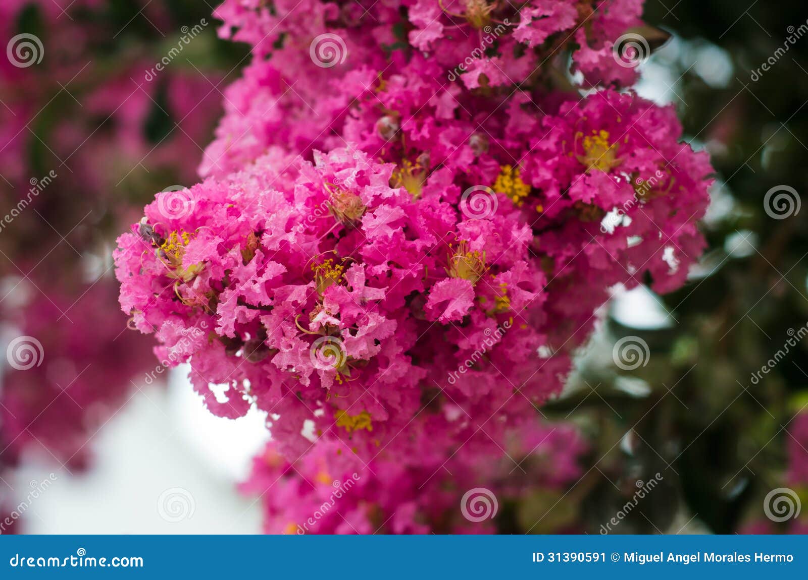 Lagerstroemia flowers stock image. Image of gardening - 31390591
