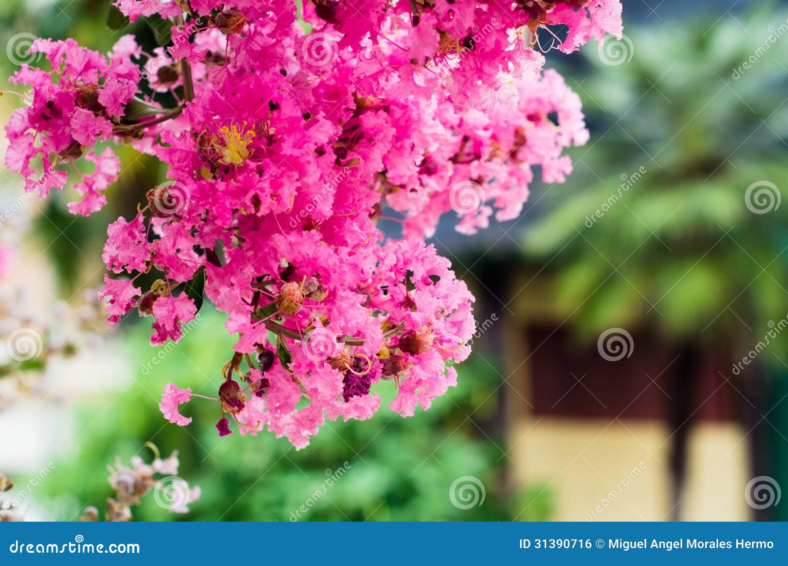 Lagerstroemia flowers stock photo. Image of nature, shrub - 31390716
