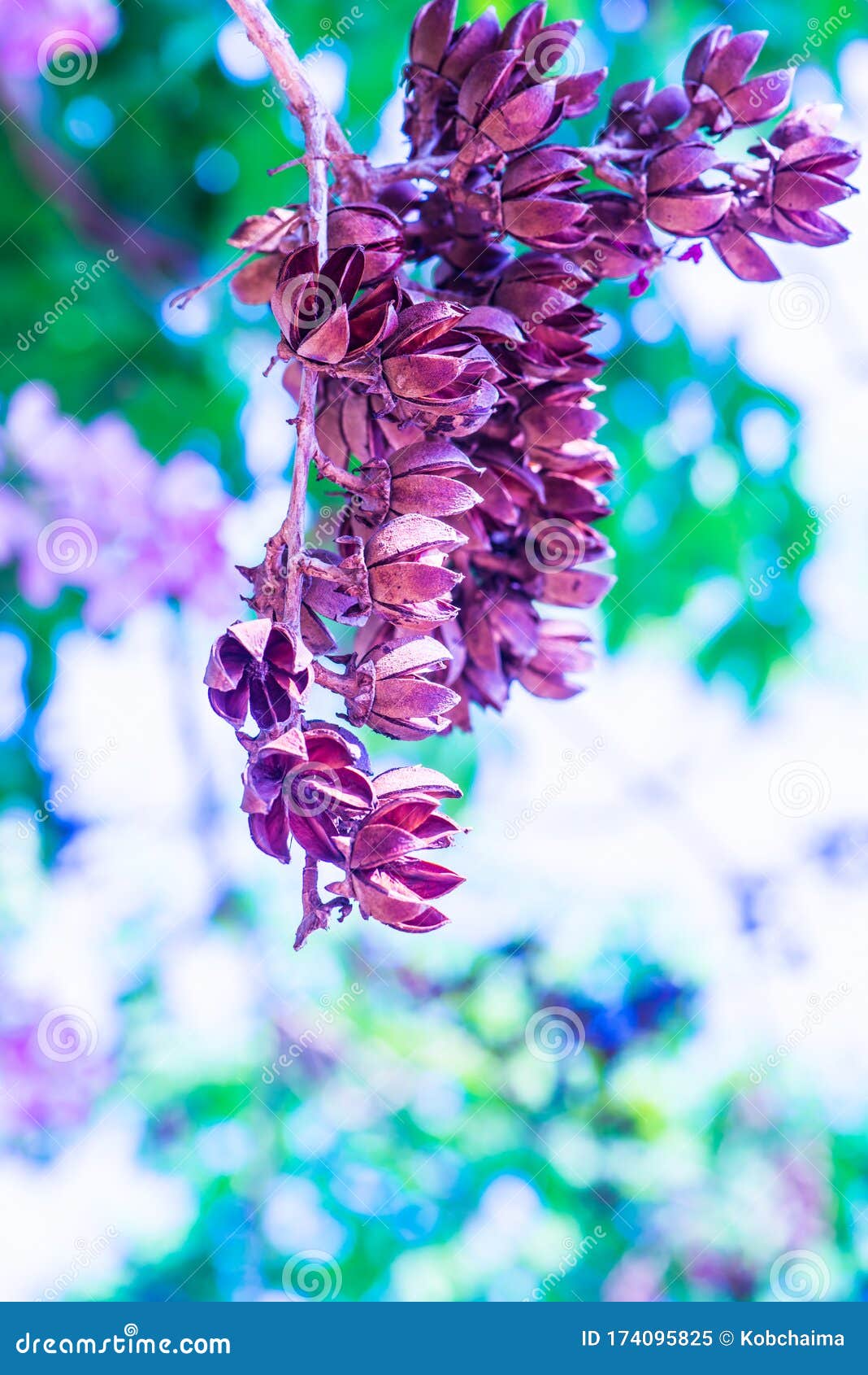 Lagerstroemia Fruit on Tree Stock Image - Image of leaf, indica: 174095825