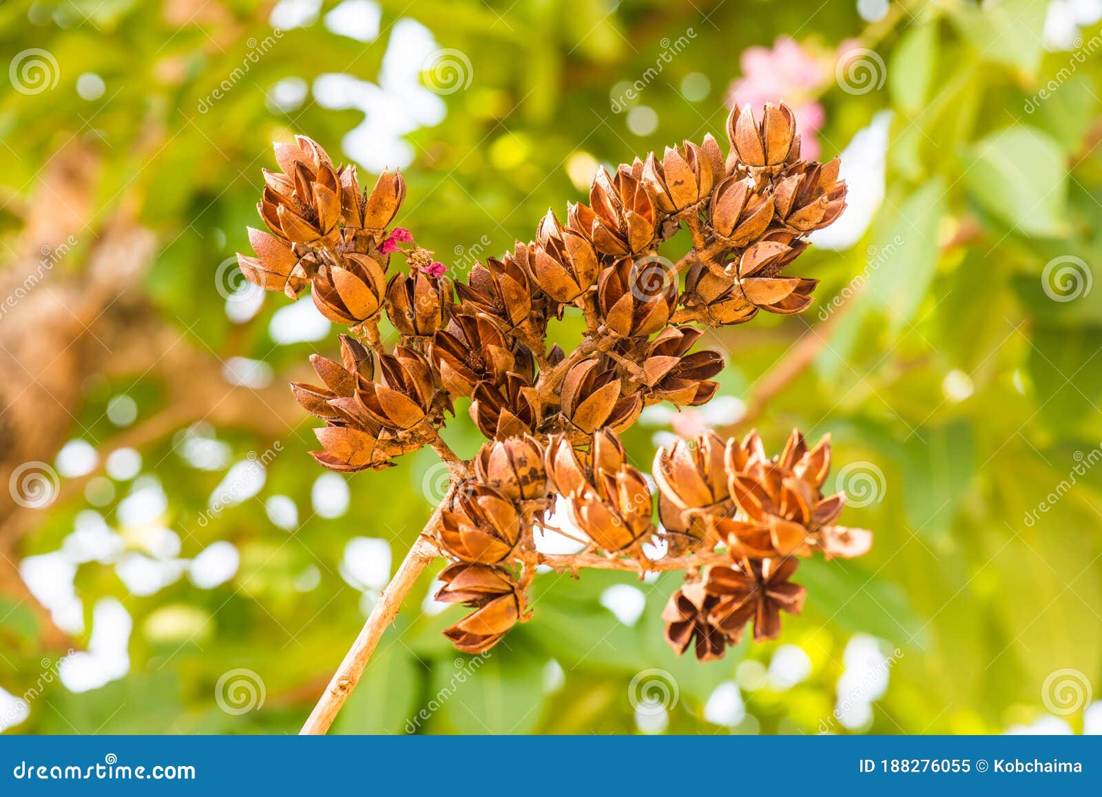 Lagerstroemia Fruit on Tree Stock Image - Image of leaf, flora: 188276055